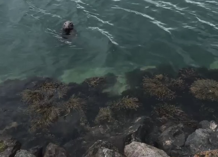Watch: This waving seal in Howth is the cutest thing you'll see all day!